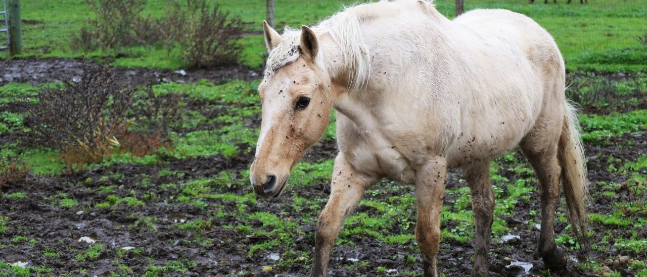 Cushing-Syndrom beim Pferd: Tipps zur Ernährung und Pflege – Pferdegold ...